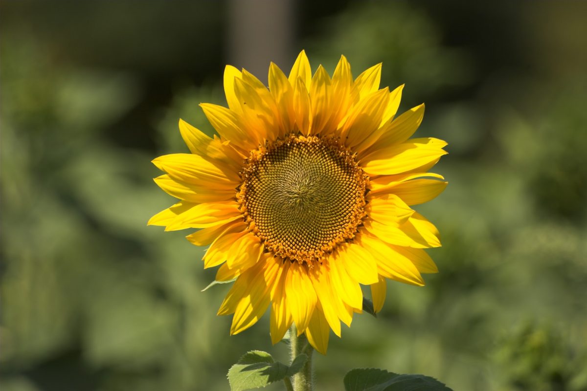 PARC DES LILAS - JARDINS FAMILIAUX DE VITRY-SUR-SEINE à VITRY-SUR-SEINE ...